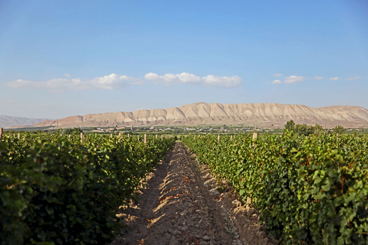 It is nearly harvest time at Stork Vineyards in Armenia! – Cascara Gourmet